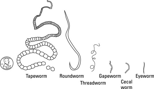 Can you get intestinal worms from chicken?