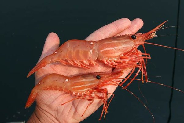 Can you get iodine poisoning from eating too much shrimp?