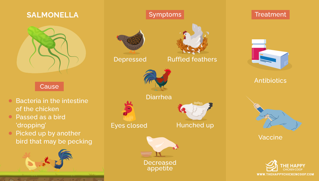 Can you get salmonella from chicken poop?