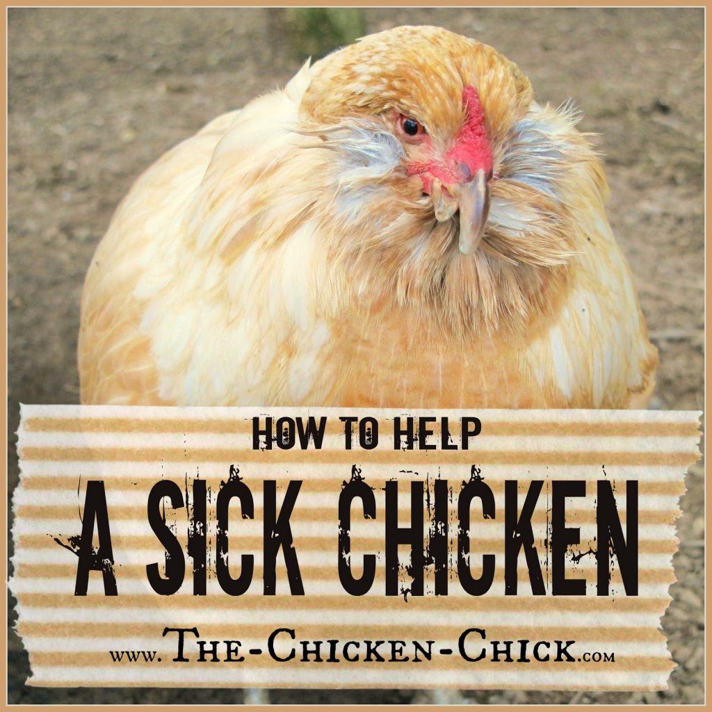 Can you get sick from being around live chickens?