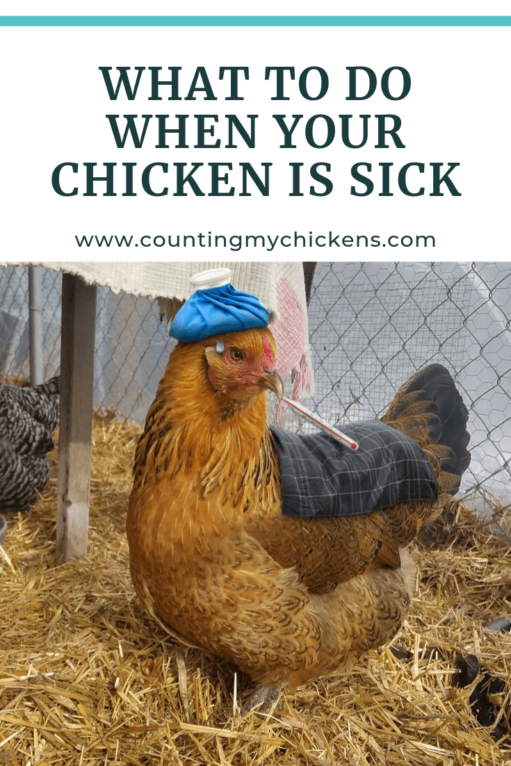 Can you get sick from breathing in chicken poop?