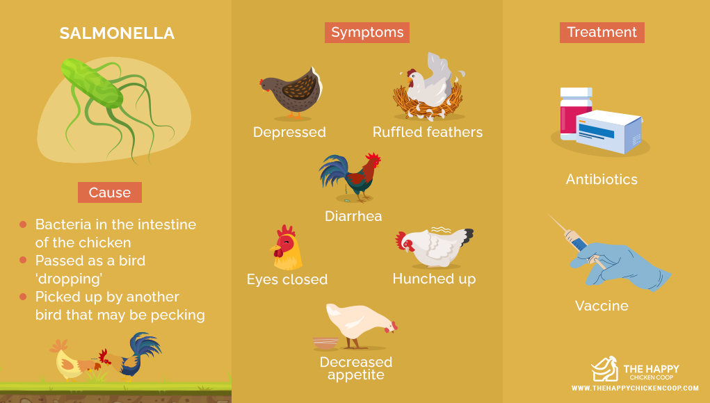 Can you get sick from chicken poop?