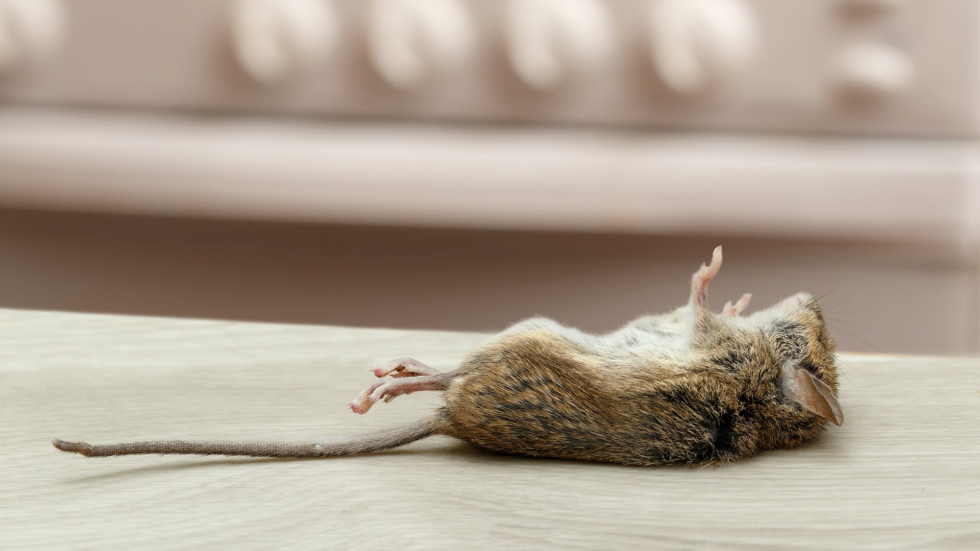 Can you get sick from dead mice?