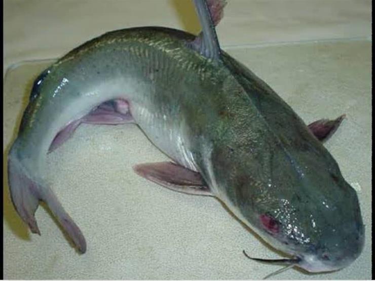 Can you get sick from eating catfish?