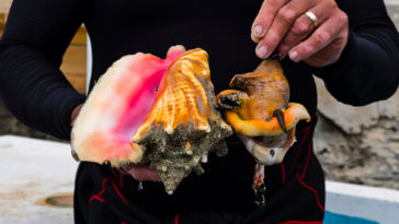 Can you get sick from eating conch?