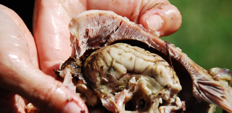 Can you get sick from eating pig brain?