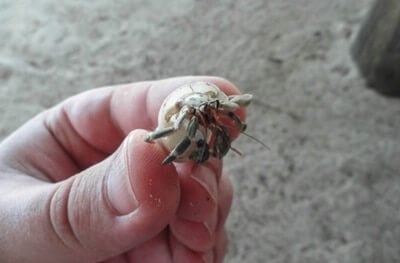 Can you get sick from hermit crabs?