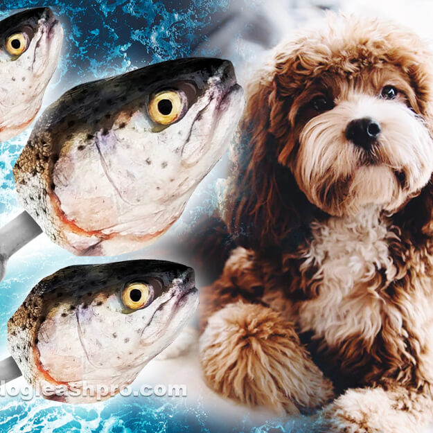 Can you give dogs fish frames?