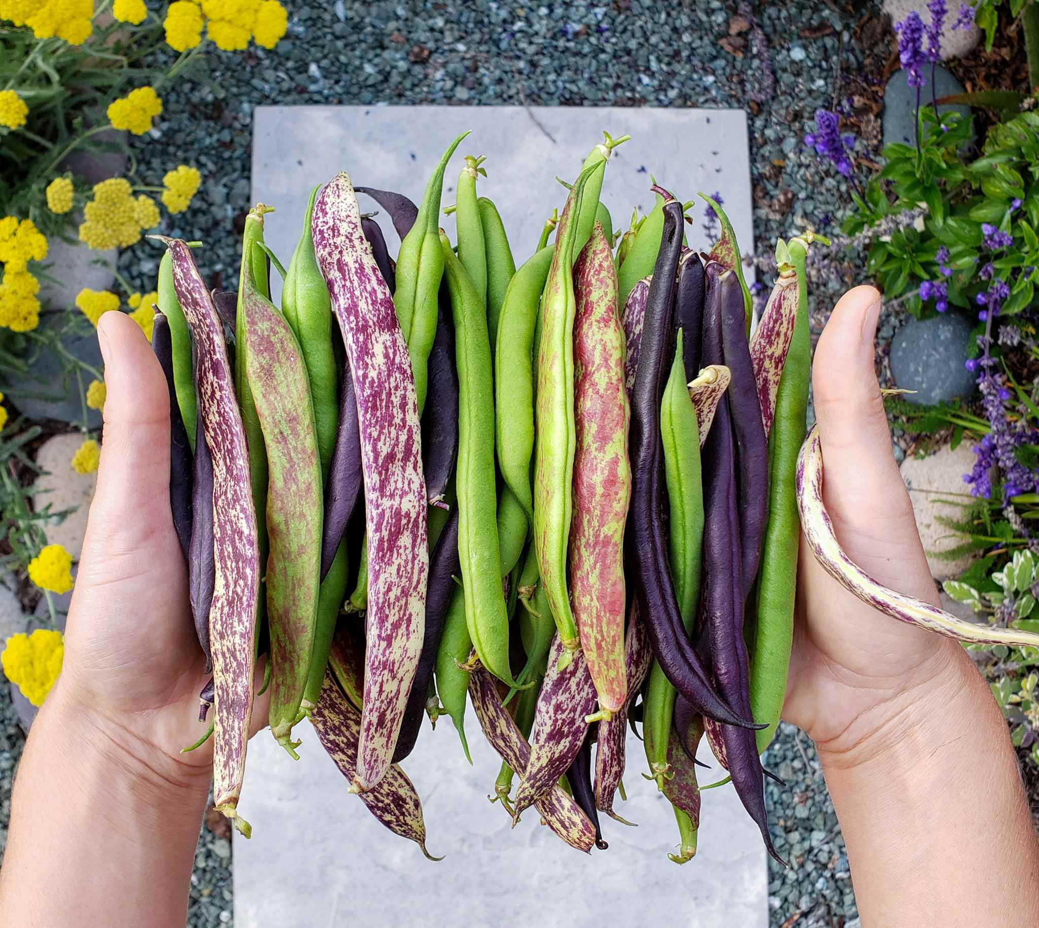 Can you grow beans from a fresh bean?