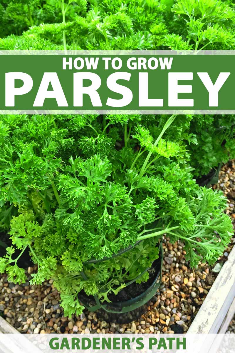 Can you grow parsley outside?
