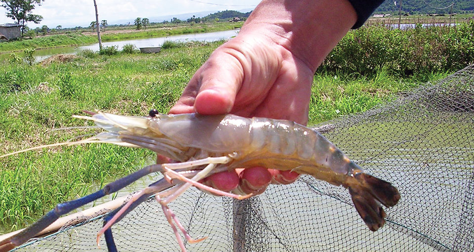 Can you grow prawns in freshwater?