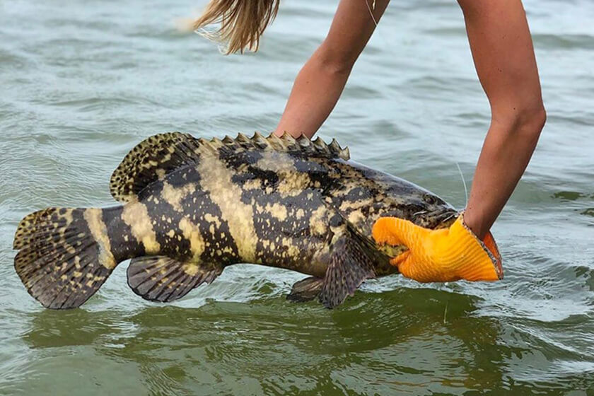 Can you harvest grouper?