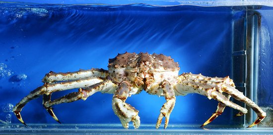 Can you have a king crab as a pet?