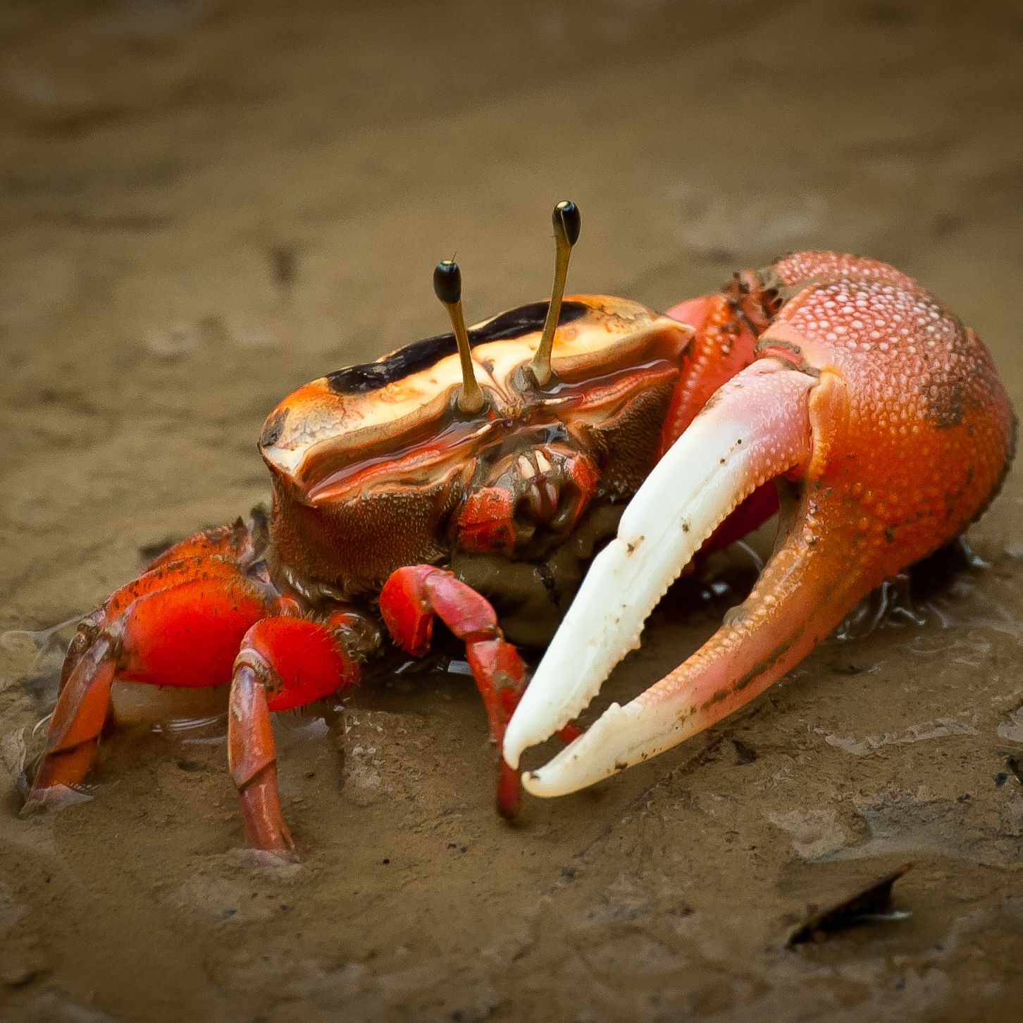 Can you have a pet crab?