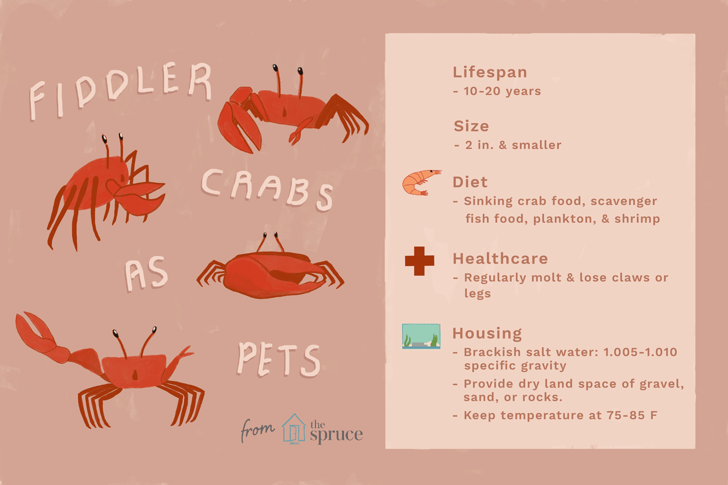 Can you have crab as a pet?