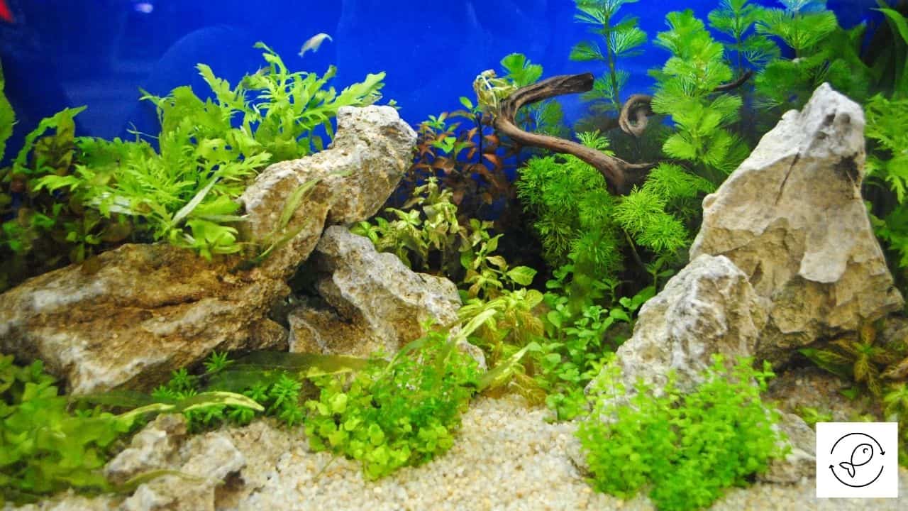 Can you have too many decorations in your fish tank?