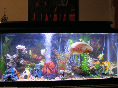 Can you have too much stuff in a fish tank?