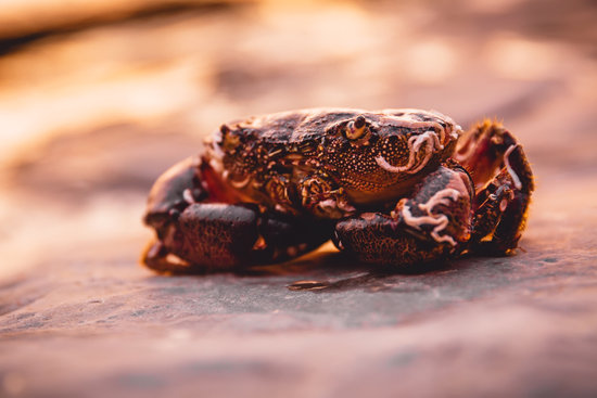 Can you heat up canned crab meat?