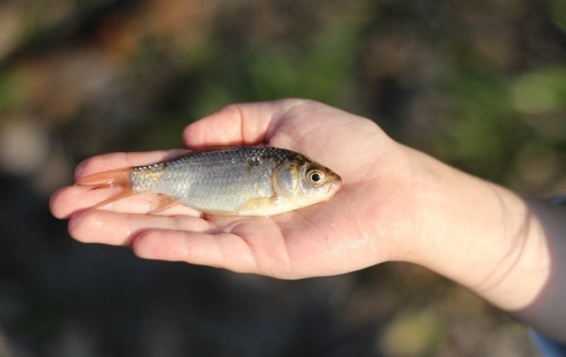 Can you just put fish in a pond?