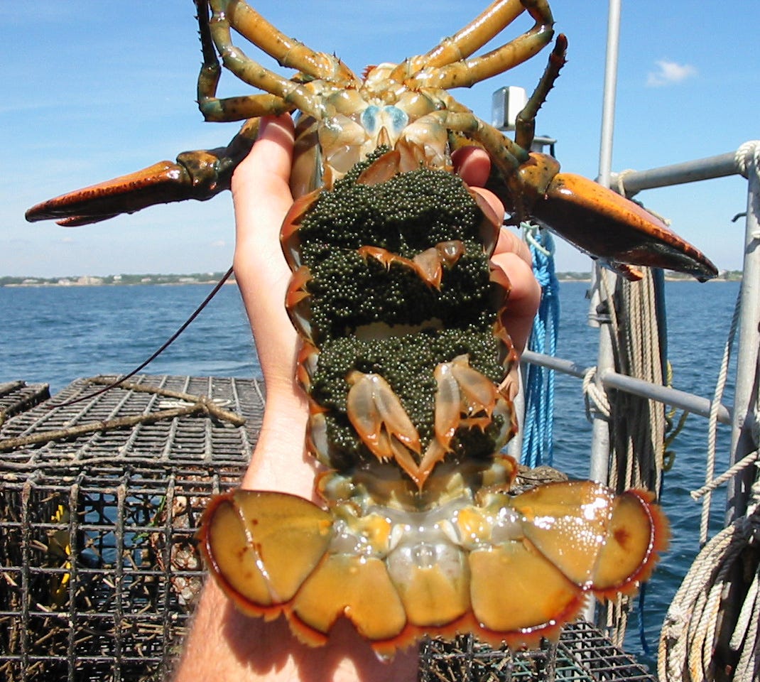 Can you keep a female lobster in Maine?