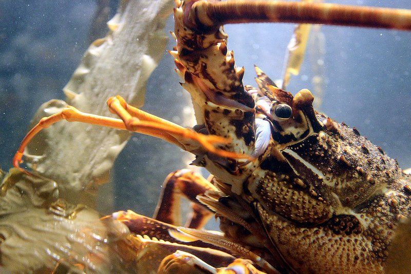 Can you keep a lobster for a pet?