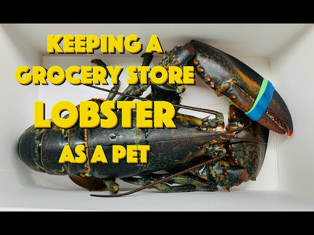 Can you keep a lobster from the grocery store as a pet?