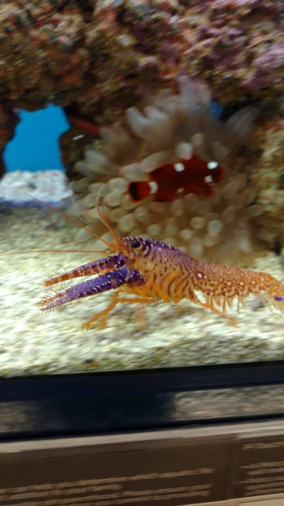 Can you keep a lobster in a saltwater tank?