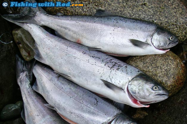 Can you keep chinook salmon in BC?