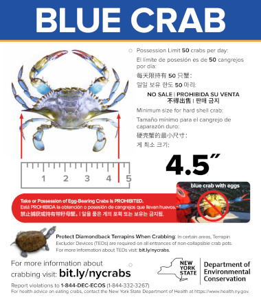 Can you keep female blue crabs in NY?