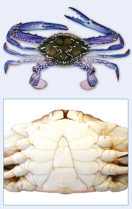 Can you keep female blue swimmer crabs WA?