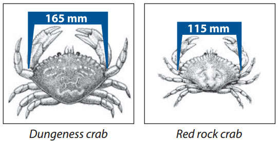 Can you keep female Dungeness crab in BC?