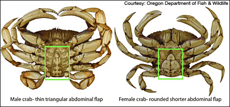 Can you keep female Dungeness crab in California?