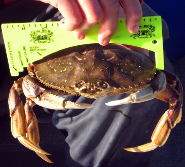 Can you keep female rock crabs in Oregon?