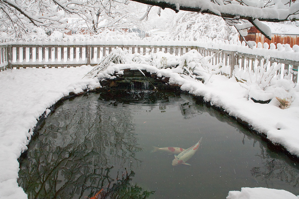 Can you keep koi in a pond in the winter?