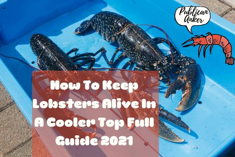 Can you keep live lobsters on ice?