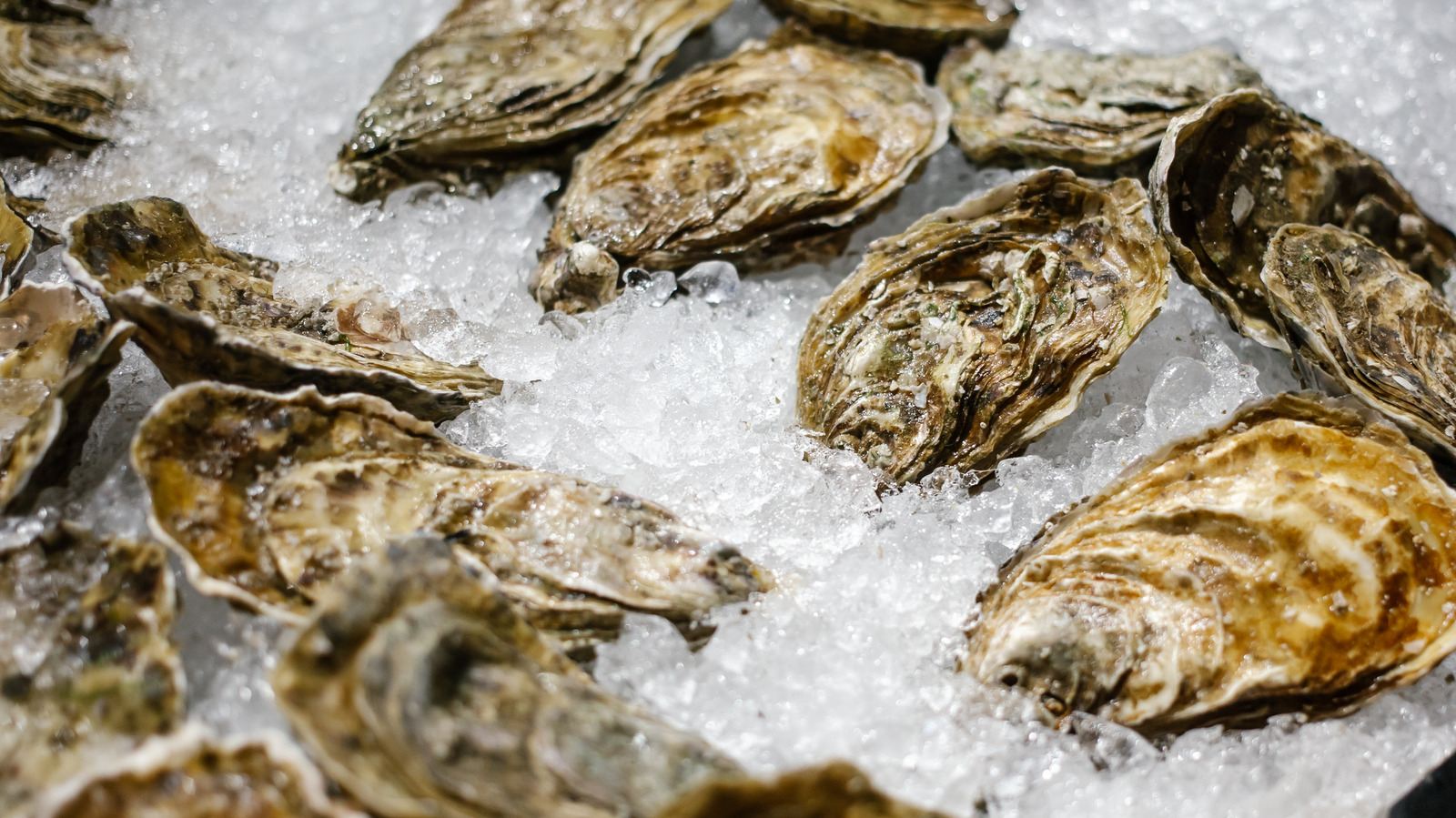 Can you keep oysters alive in salt water?