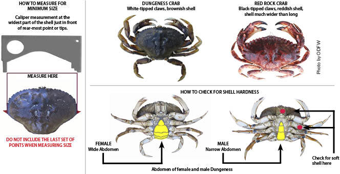 Can you keep Red Rock crab in Washington state?