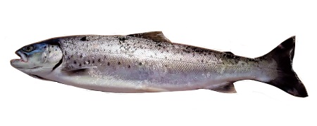 Can you keep sea trout UK?