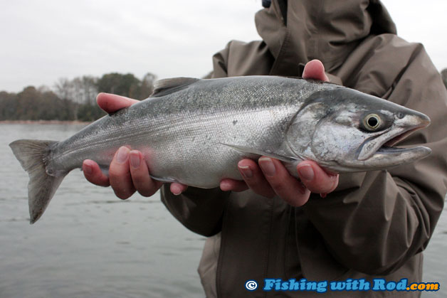 Can you keep Silver Salmon?