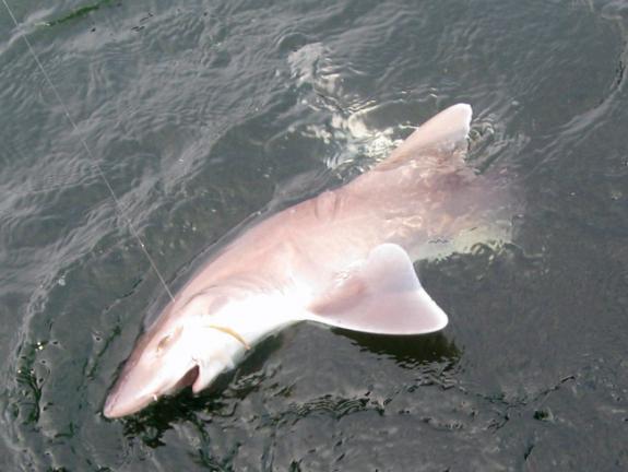 Can you keep spiny dogfish in NJ?
