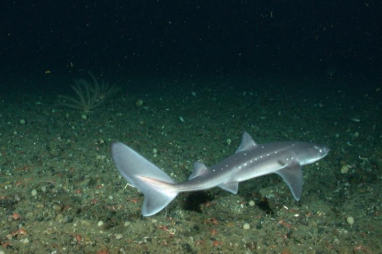 Can you keep spiny dogfish?