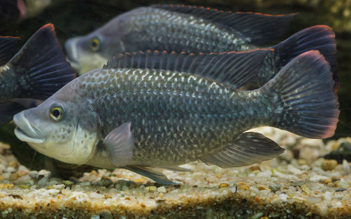 Can you keep tilapia in a tank?