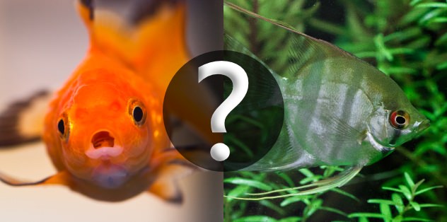 Can you keep tilapia with goldfish?