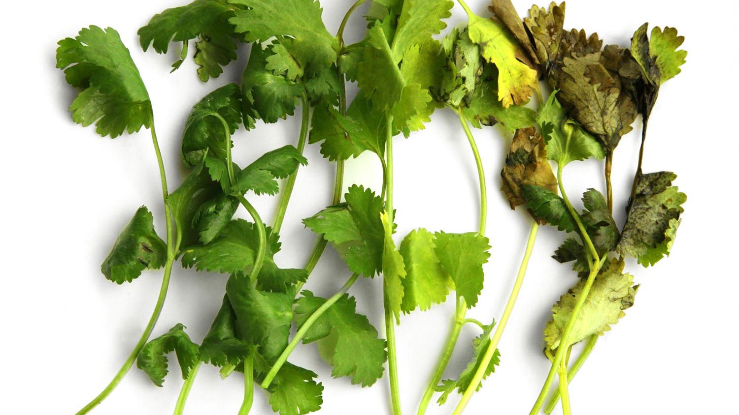 Can you leave herbs at room temperature?