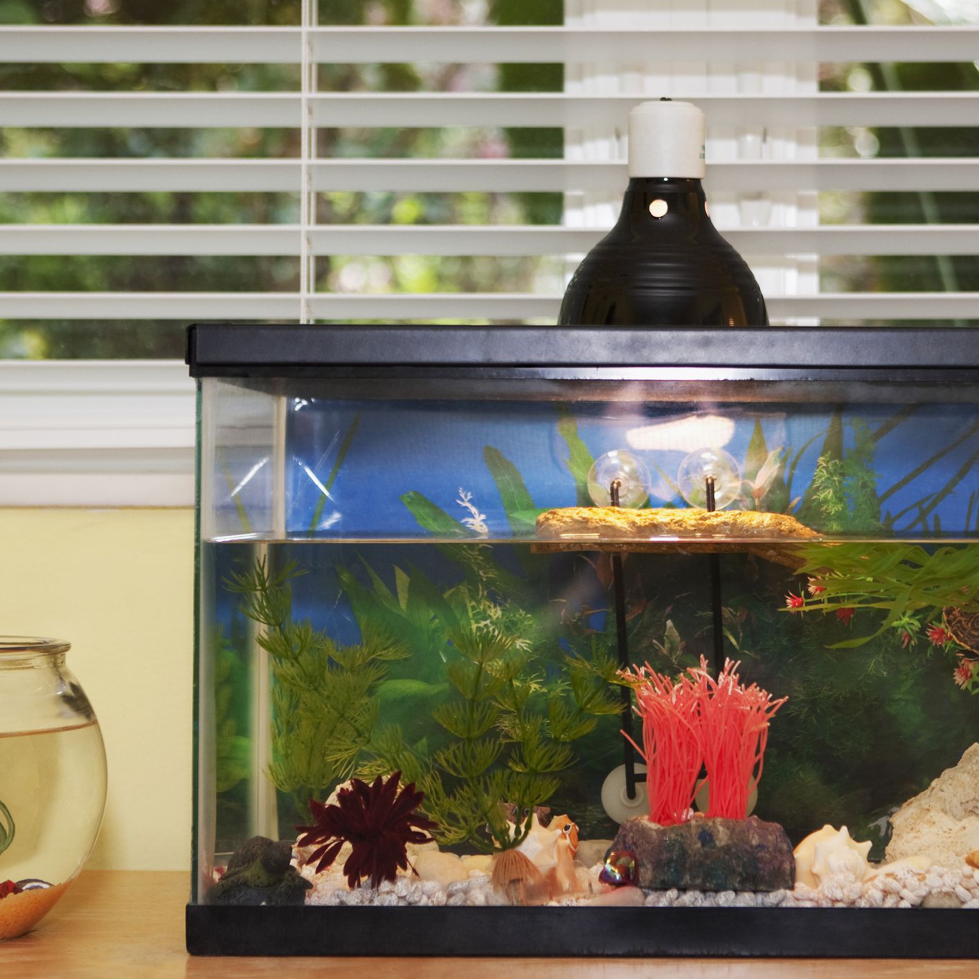 Can you make a freshwater tank saltwater?