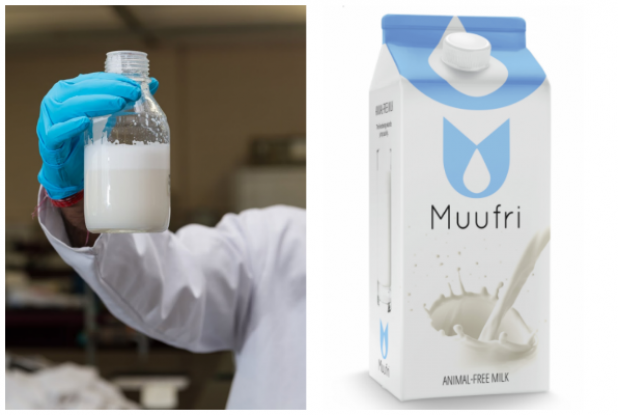 Can you make artificial cow milk?