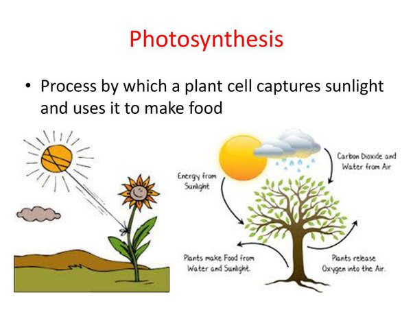 Can you make food by standing in the sun?