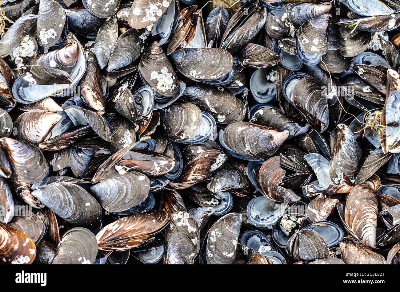 Can you make stock from mussel shells?