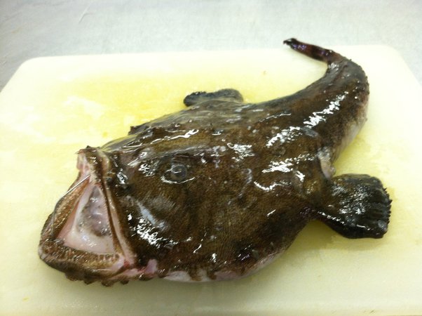 Can you only eat the tail of a monkfish?