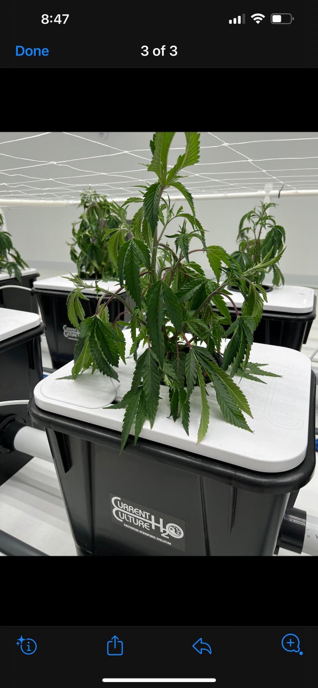 Can you over water in hydroponics?